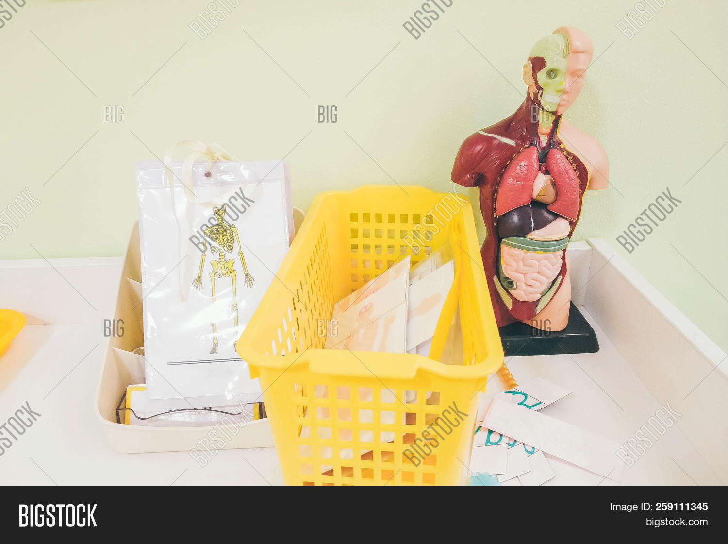 Imagen y foto Anatomy Human Body (prueba gratis) | Bigstock