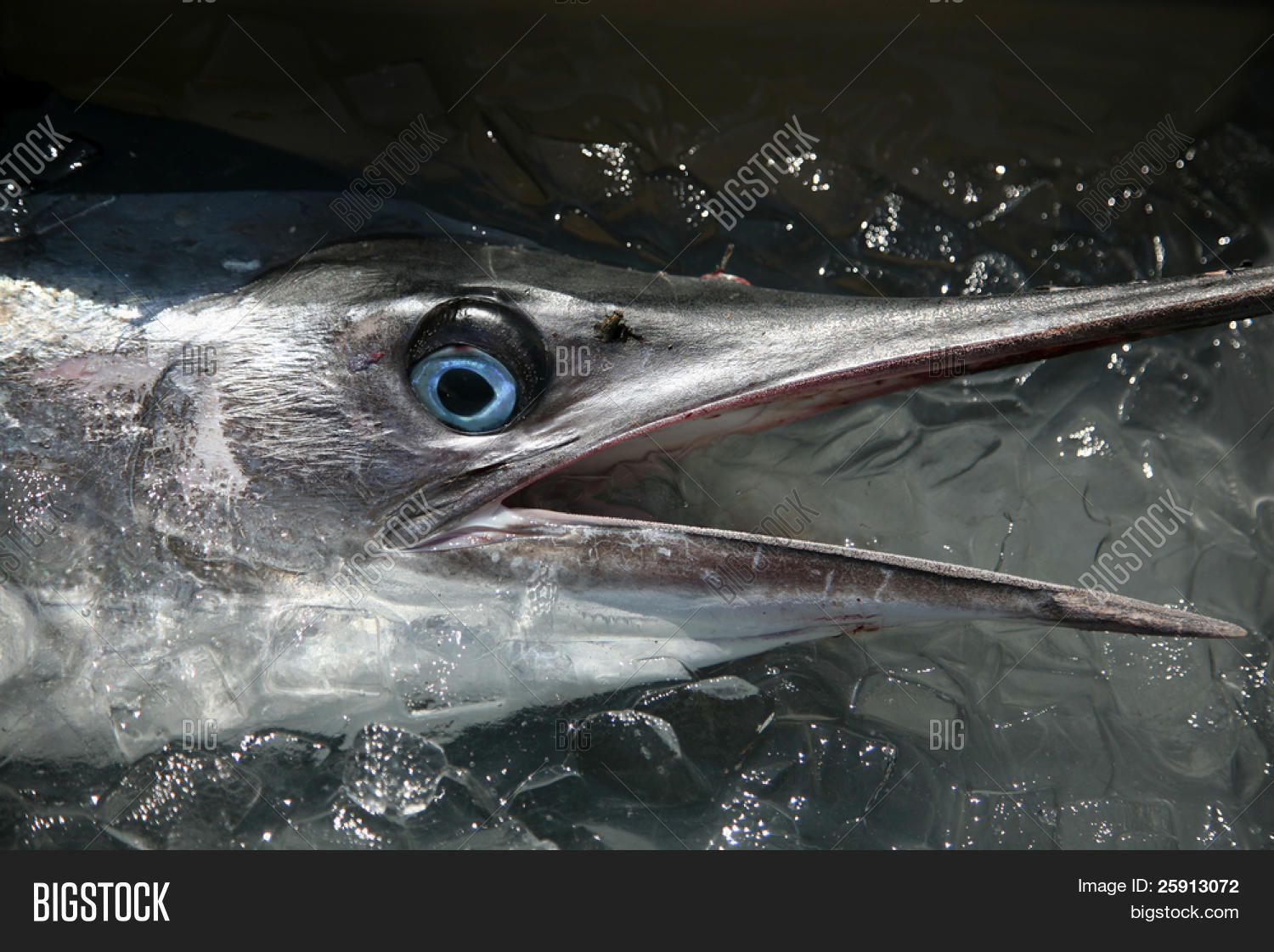 Freshly Caught Image & Photo (Free Trial) | Bigstock