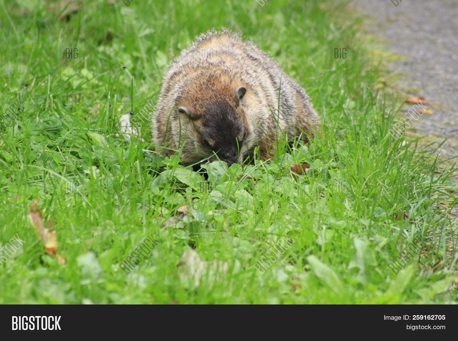Ground Hog. Ground Hog Image & Photo (Free Trial) | Bigstock