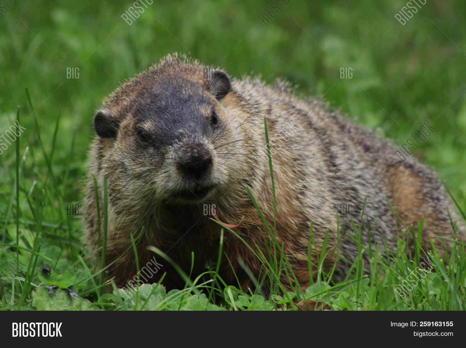 Ground Hog. Ground Hog Image & Photo (Free Trial) | Bigstock