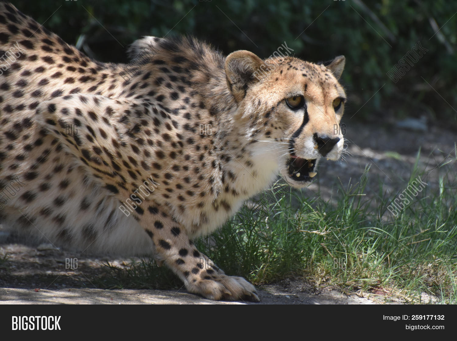 Crouching Cheetah Image & Photo (Free Trial) | Bigstock