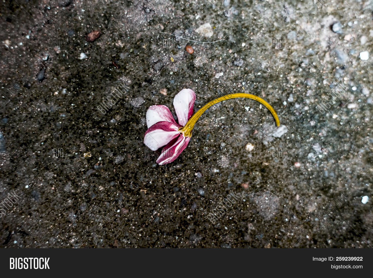 Close Single Flower On Image & Photo (Free Trial) | Bigstock