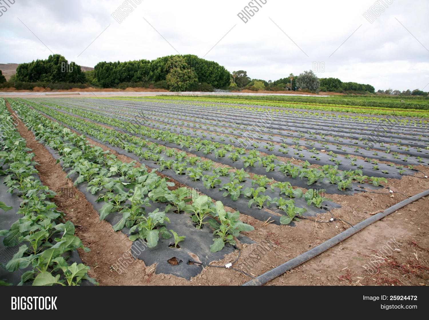 Food Crops Various Image & Photo (Free Trial) | Bigstock