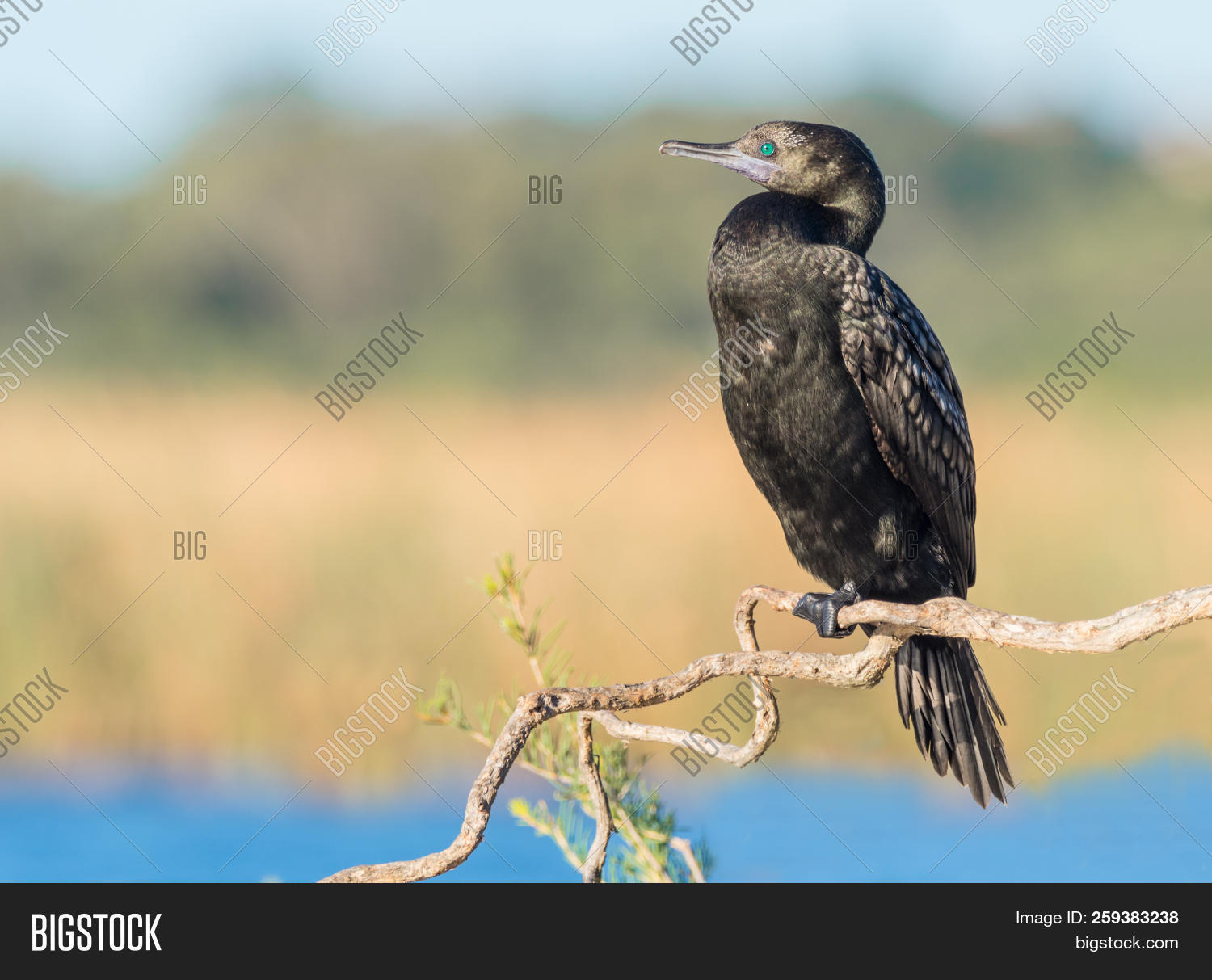 Little Black Cormorant Image & Photo (Free Trial) | Bigstock