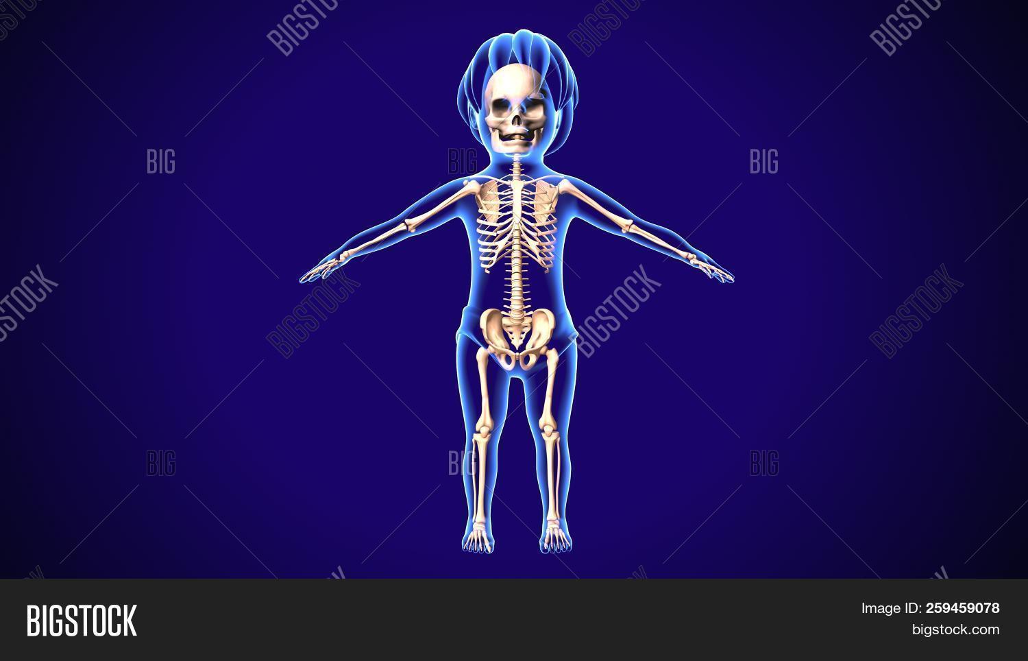 3d Illustration Human Image & Photo (Free Trial) | Bigstock