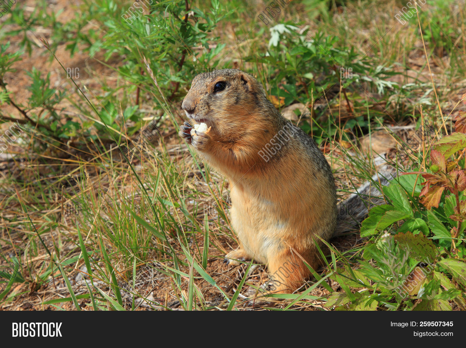 Gophers Eat Small Image & Photo (Free Trial) | Bigstock