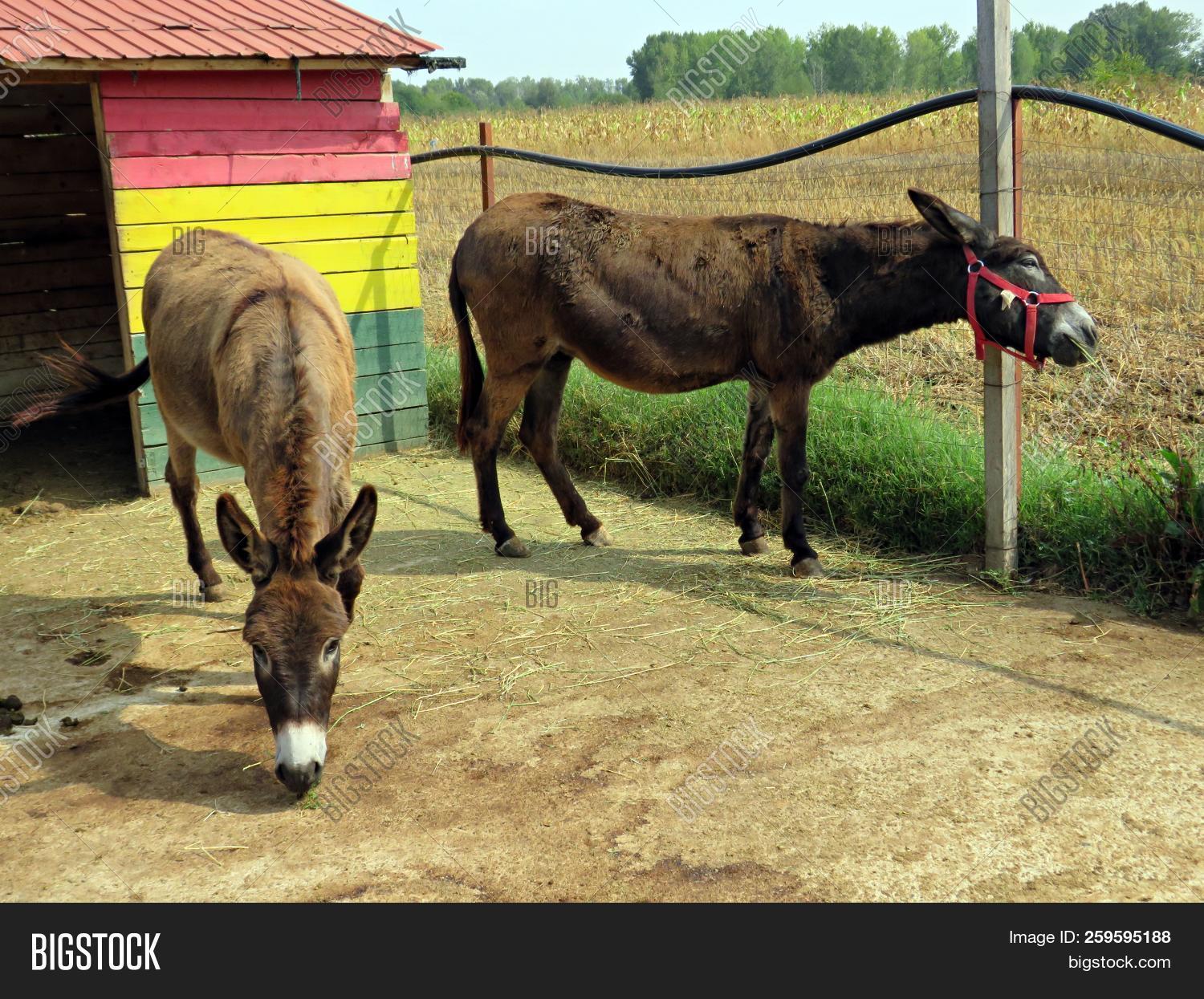 Donkeys Farm - Out Image & Photo (Free Trial) | Bigstock