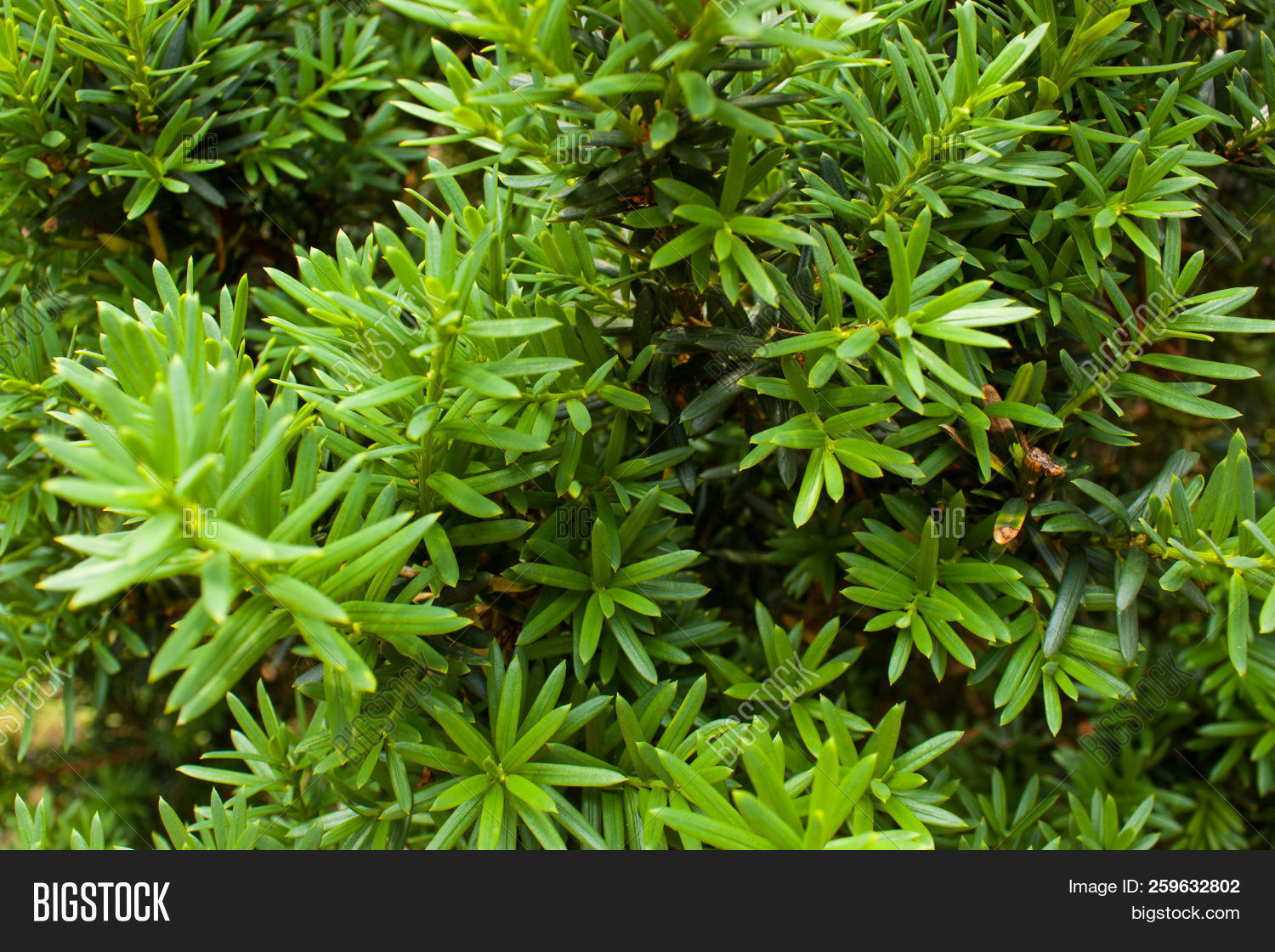 Green Bush Close . Image & Photo (Free Trial) | Bigstock