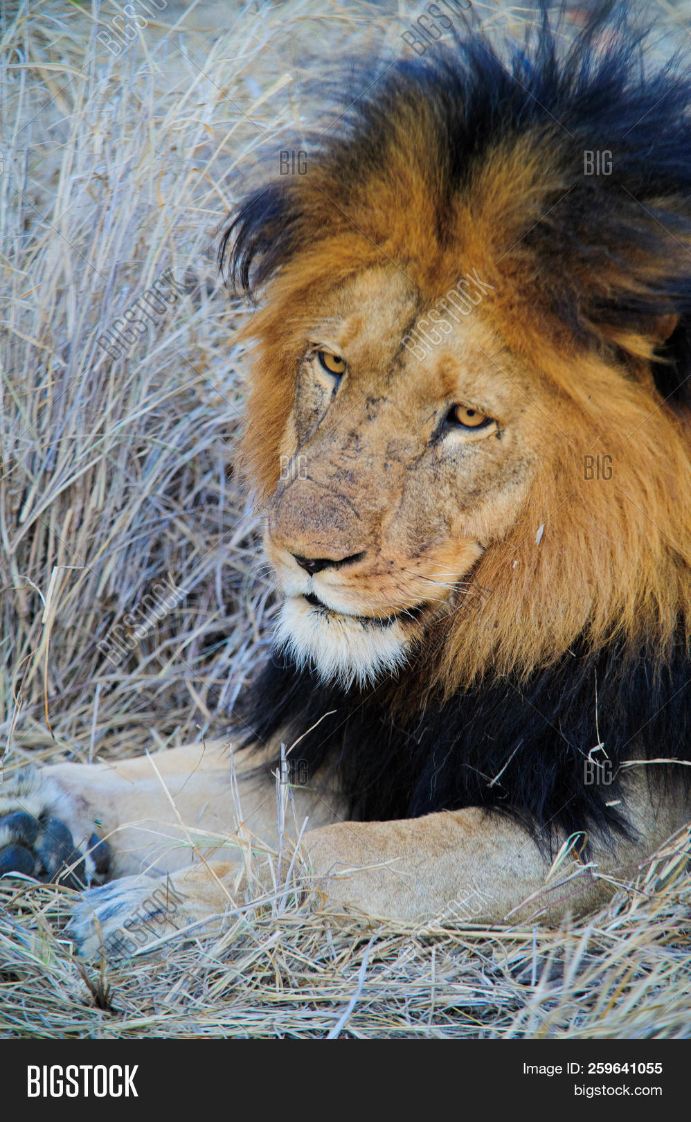 Soutg Africa Lion On Image & Photo (Free Trial) | Bigstock