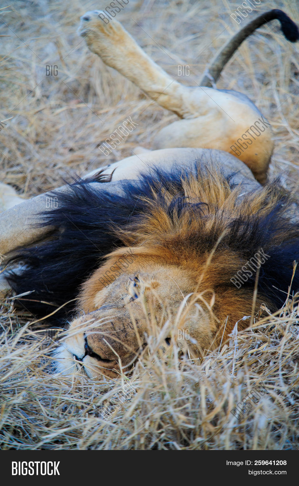 Soutg Africa Lion On Image & Photo (Free Trial) | Bigstock