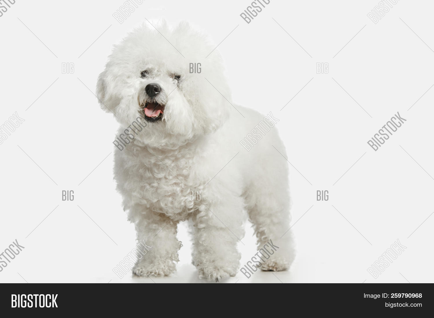 Dog Bichon Frize Breed Image & Photo (Free Trial) | Bigstock