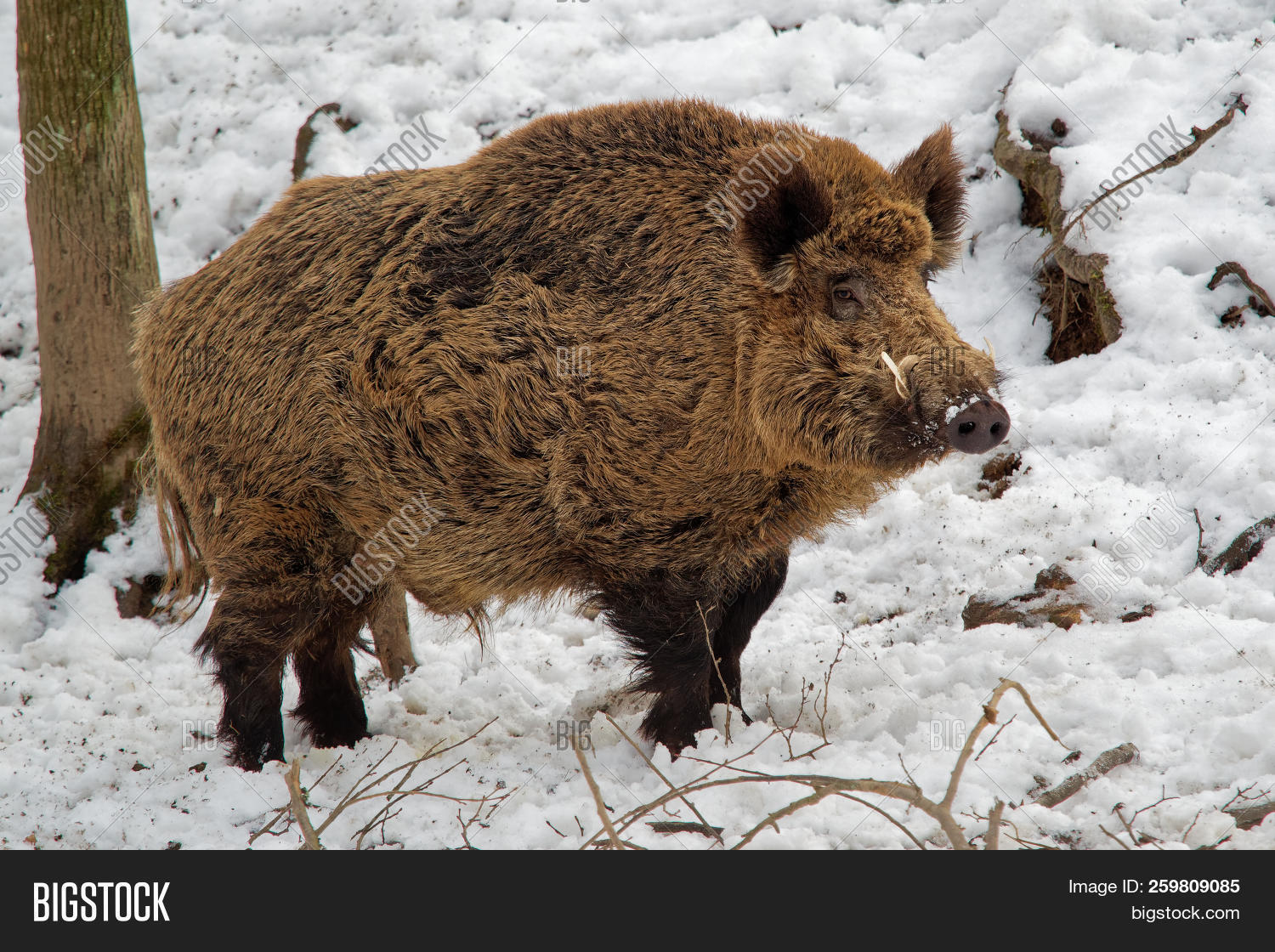 Eurasian Wild Boar - Image & Photo (Free Trial) | Bigstock