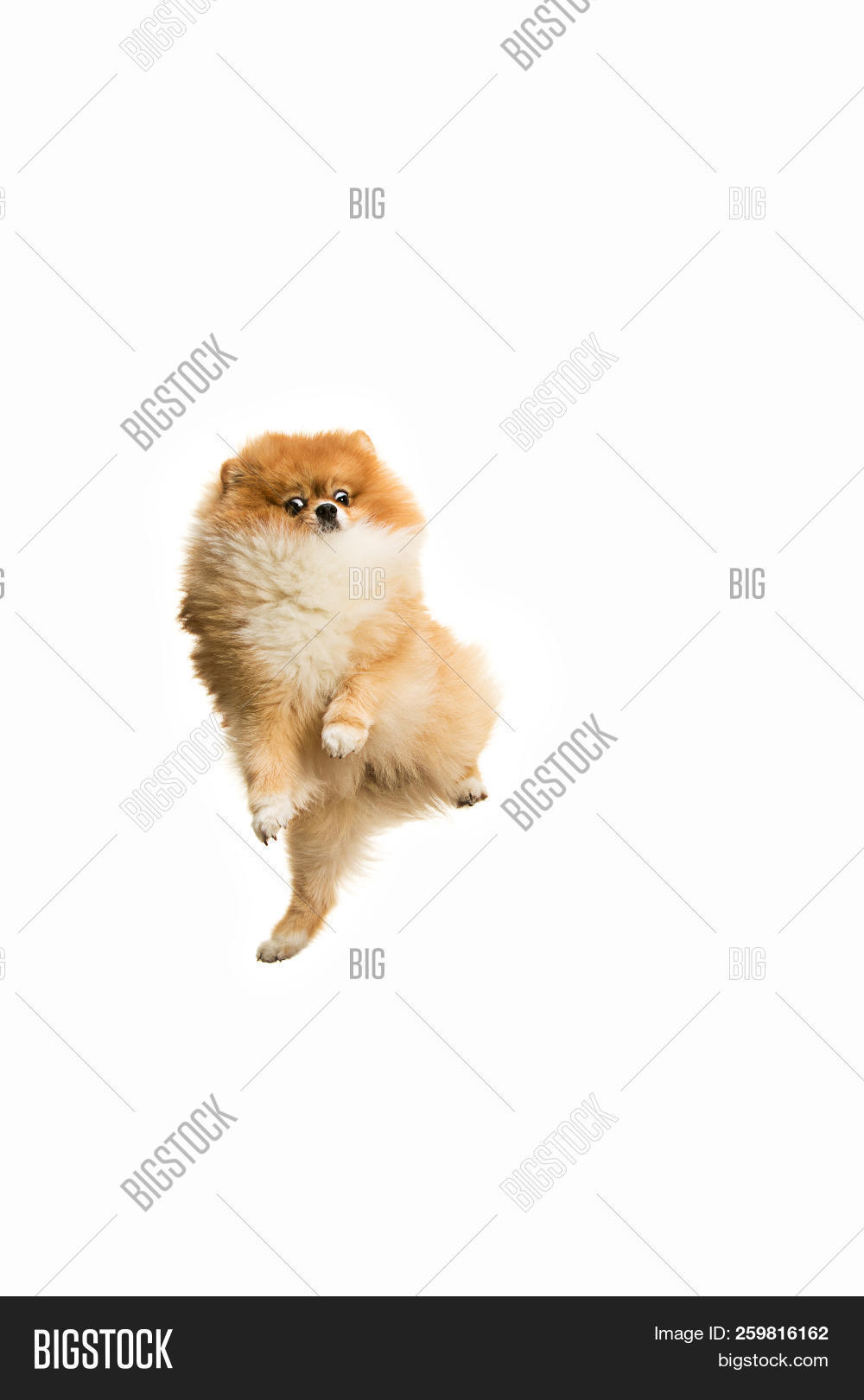 Cute Little Jumping Image & Photo (Free Trial) | Bigstock
