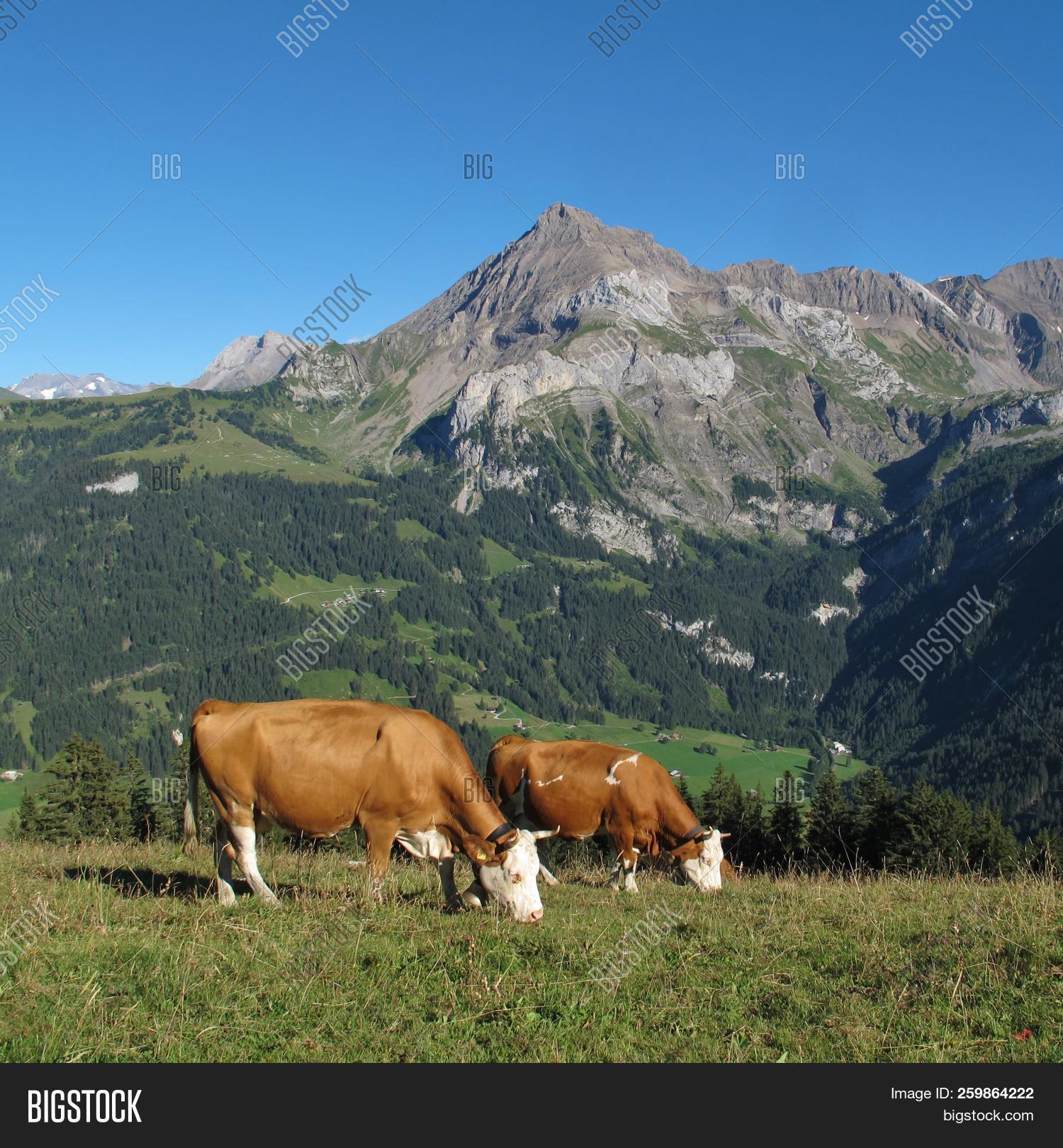 Grazing Cows Mount Image & Photo (Free Trial) | Bigstock