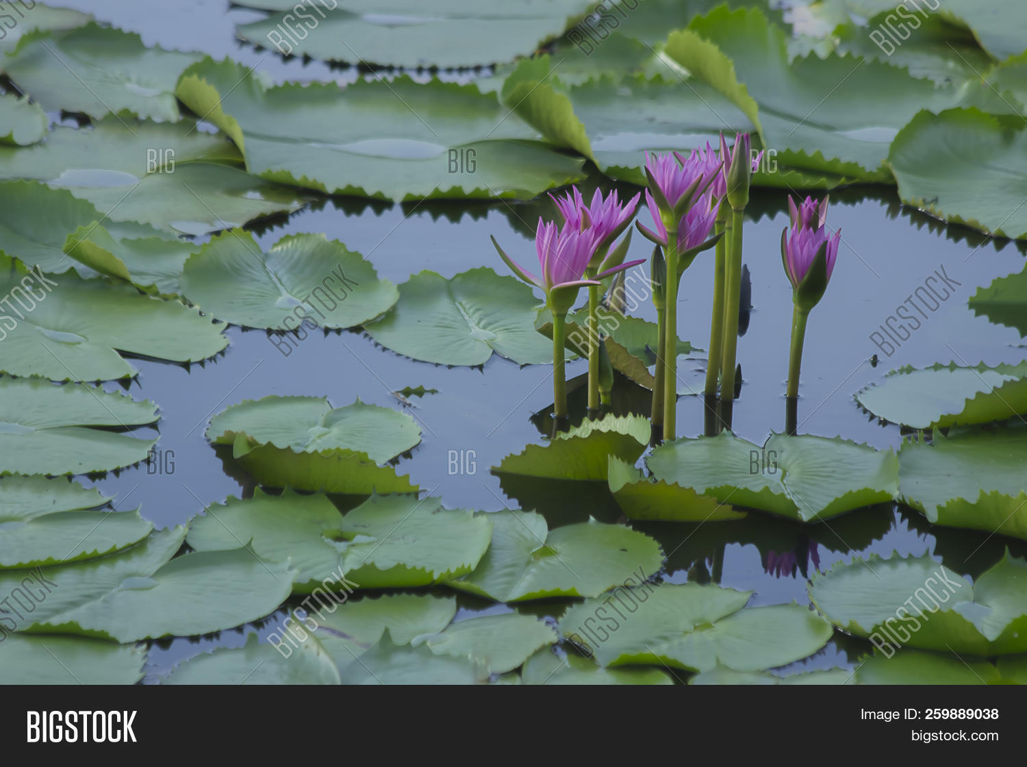 Group Lotus Flower Image & Photo (Free Trial) | Bigstock