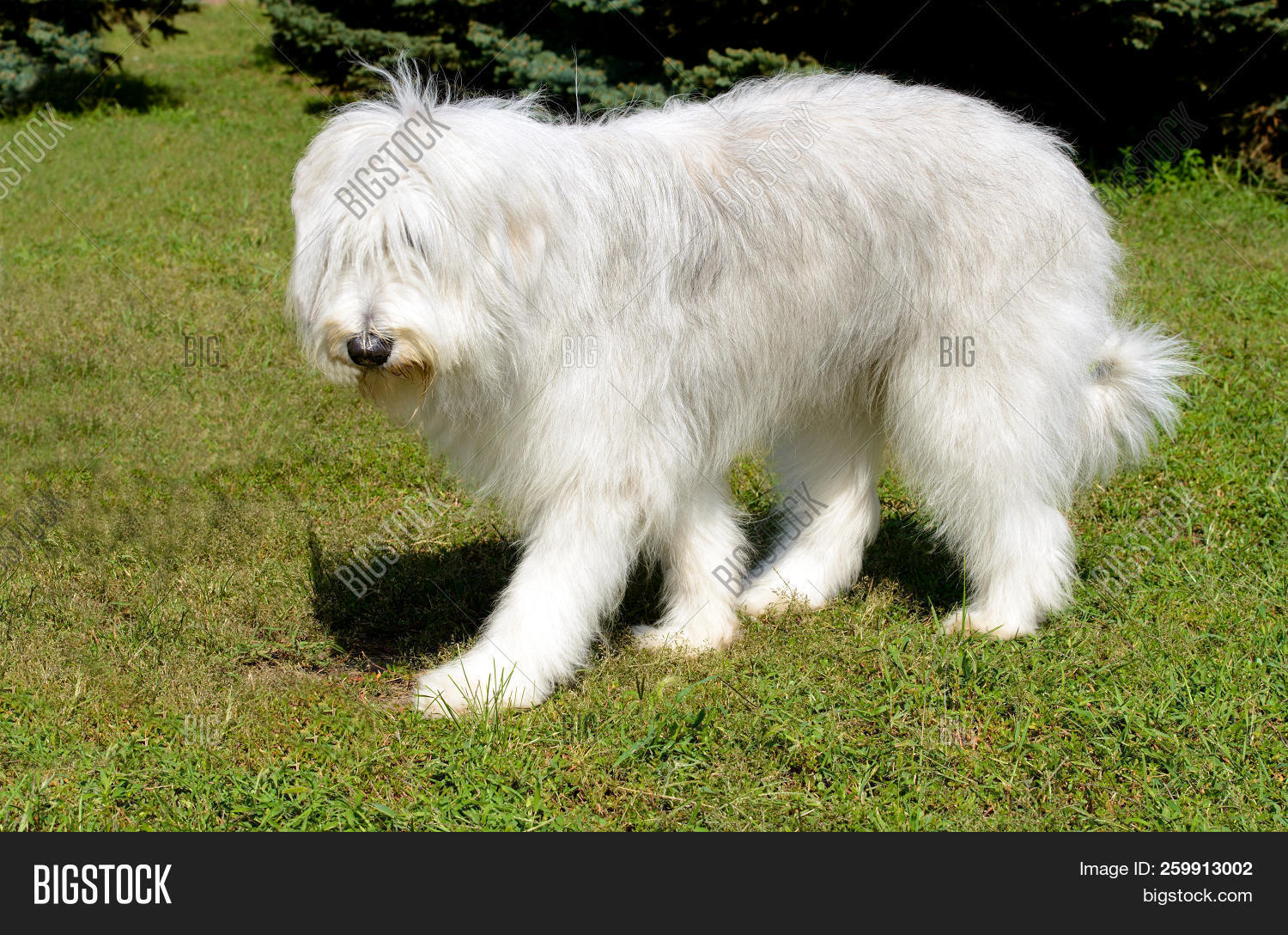 South Russian Sheepdog Image & Photo (Free Trial) | Bigstock