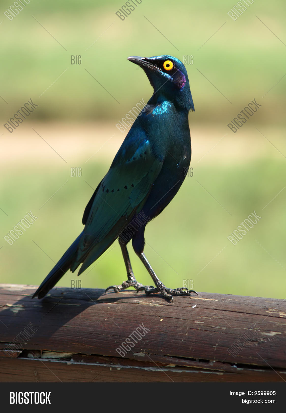 Glossy Starling Image & Photo (Free Trial) | Bigstock