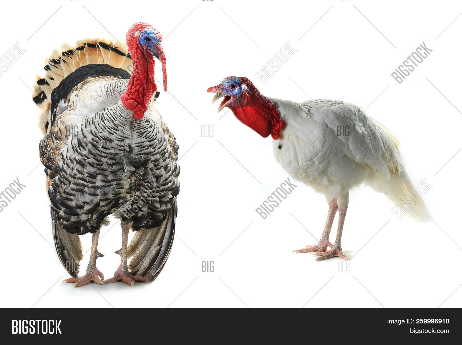 White Grey Turkey Image & Photo (Free Trial) | Bigstock