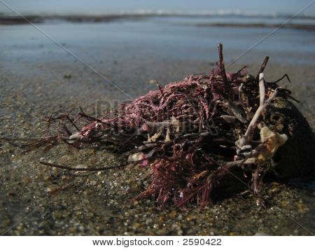 Seaweed Bulb Image & Photo (Free Trial) | Bigstock