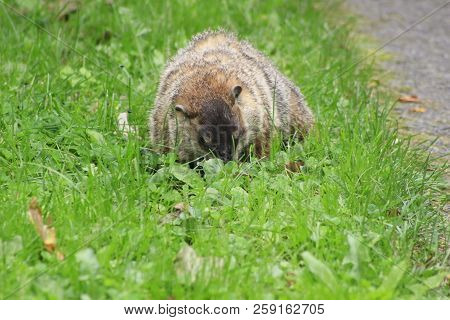 Ground Hog. Ground Hog Image & Photo (Free Trial) | Bigstock