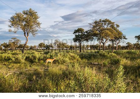 Botswana Landscape Image & Photo (Free Trial) | Bigstock