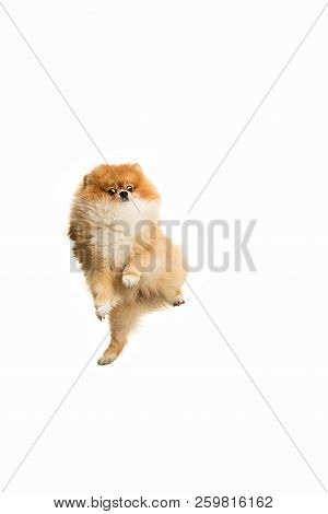 Cute Little Jumping Image & Photo (Free Trial) | Bigstock