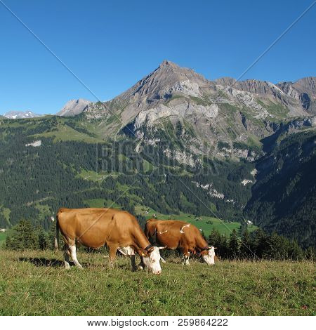 Grazing Cows Mount Image & Photo (Free Trial) | Bigstock