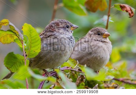 Two Sparrows Sit On Image & Photo (Free Trial) | Bigstock