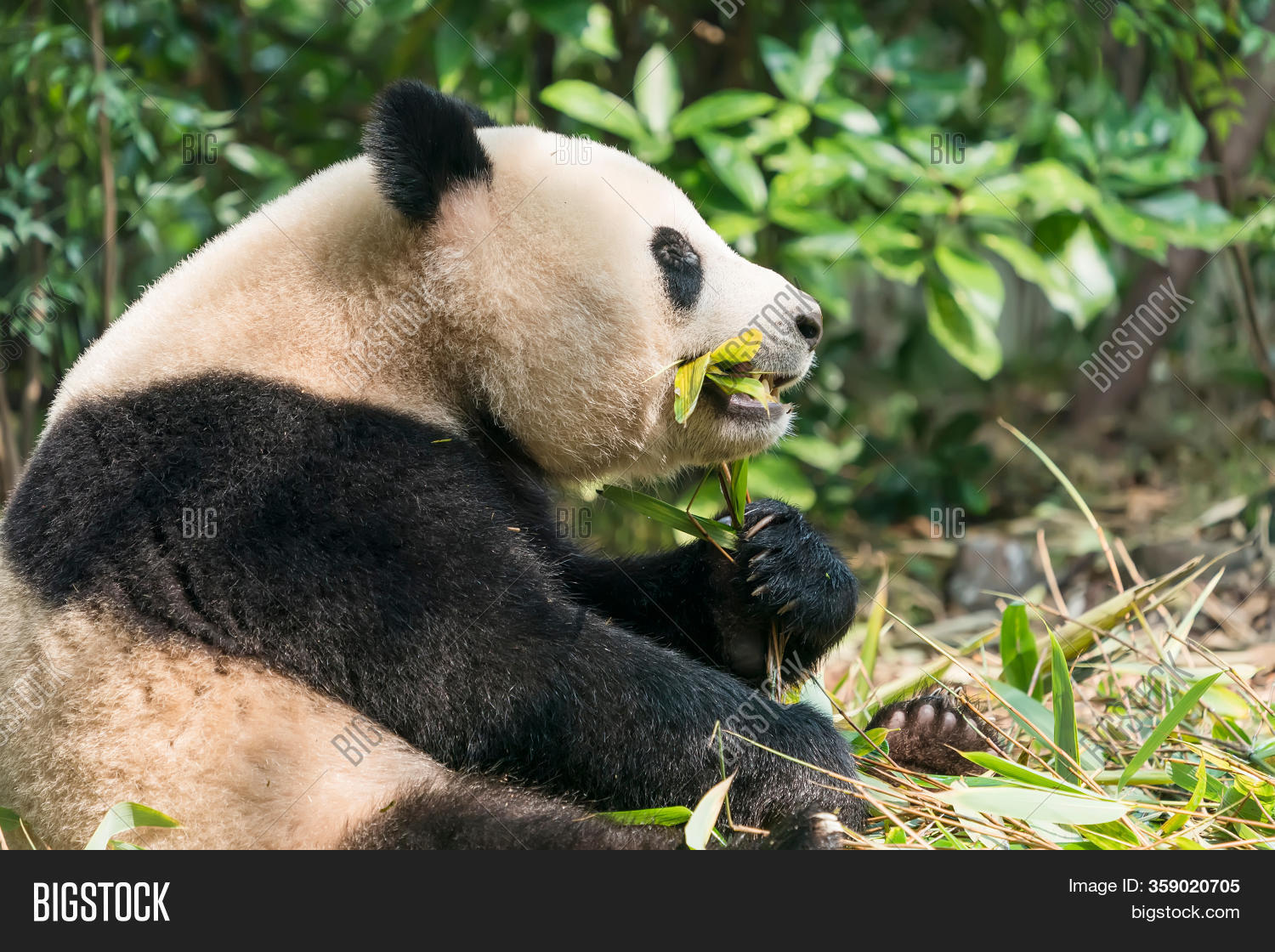 Panda Eating Shoots Image & Photo (Free Trial) | Bigstock