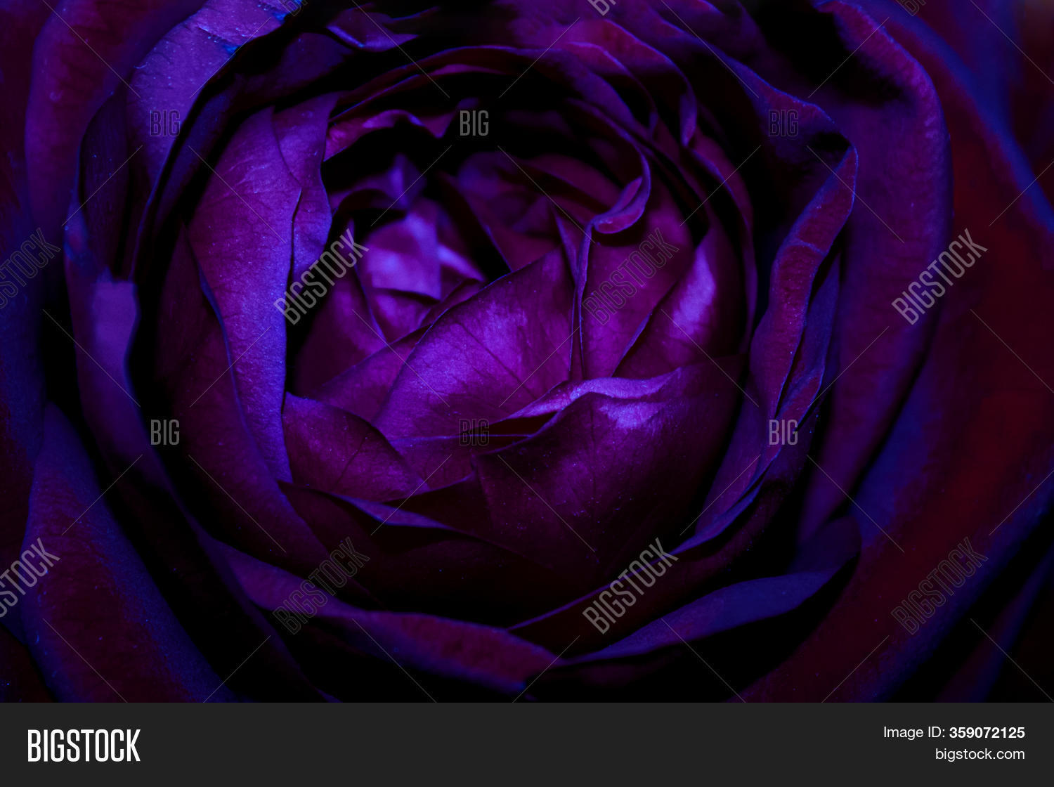 Bright Neon Purple Backgrounds