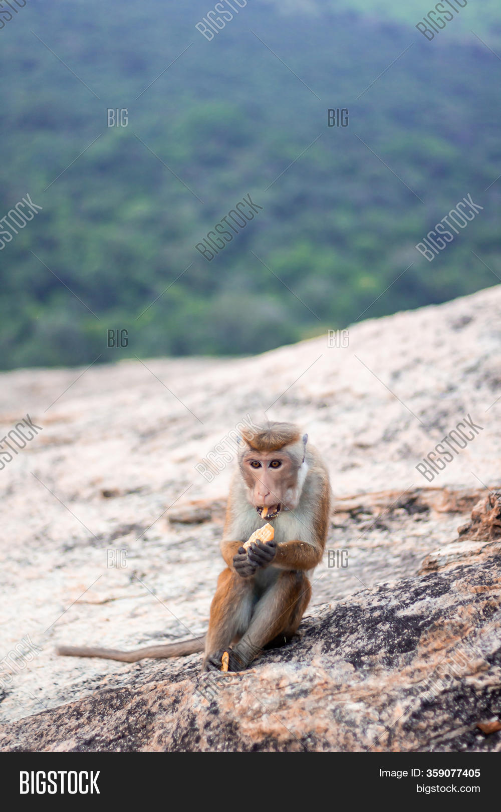 Little Monkey Sitting Image & Photo (Free Trial) | Bigstock
