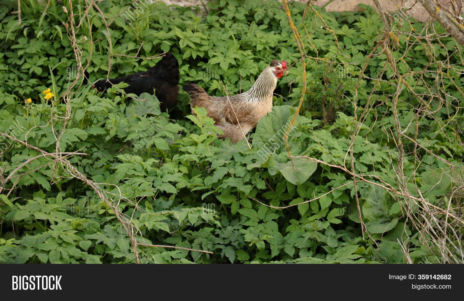 Lone Chicken Image & Photo (Free Trial) | Bigstock