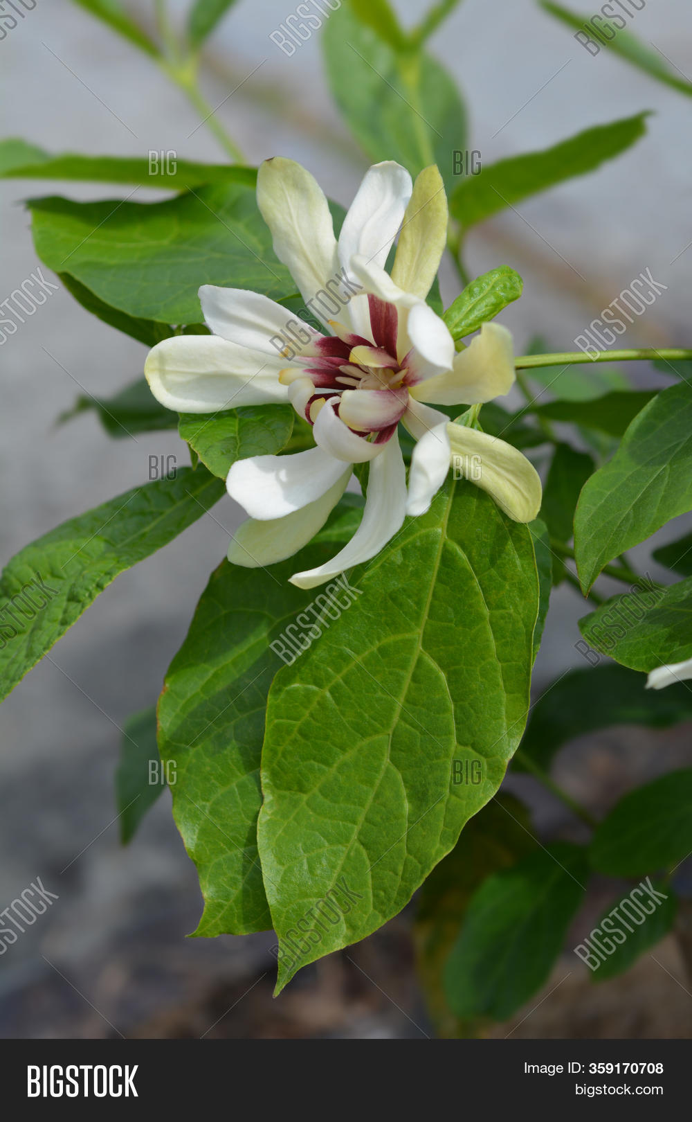 Sweetshrub Venus Image & Photo (Free Trial) | Bigstock
