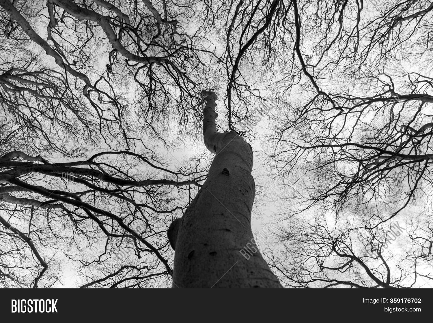 Black White Tree Image & Photo (Free Trial) | Bigstock