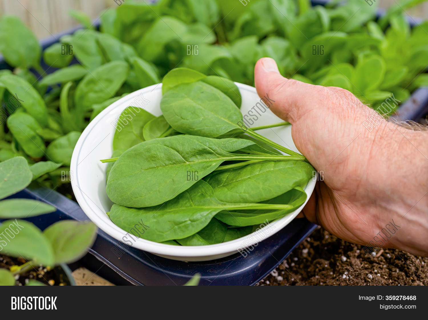 Freshly Picked Spinach Image & Photo (Free Trial) | Bigstock