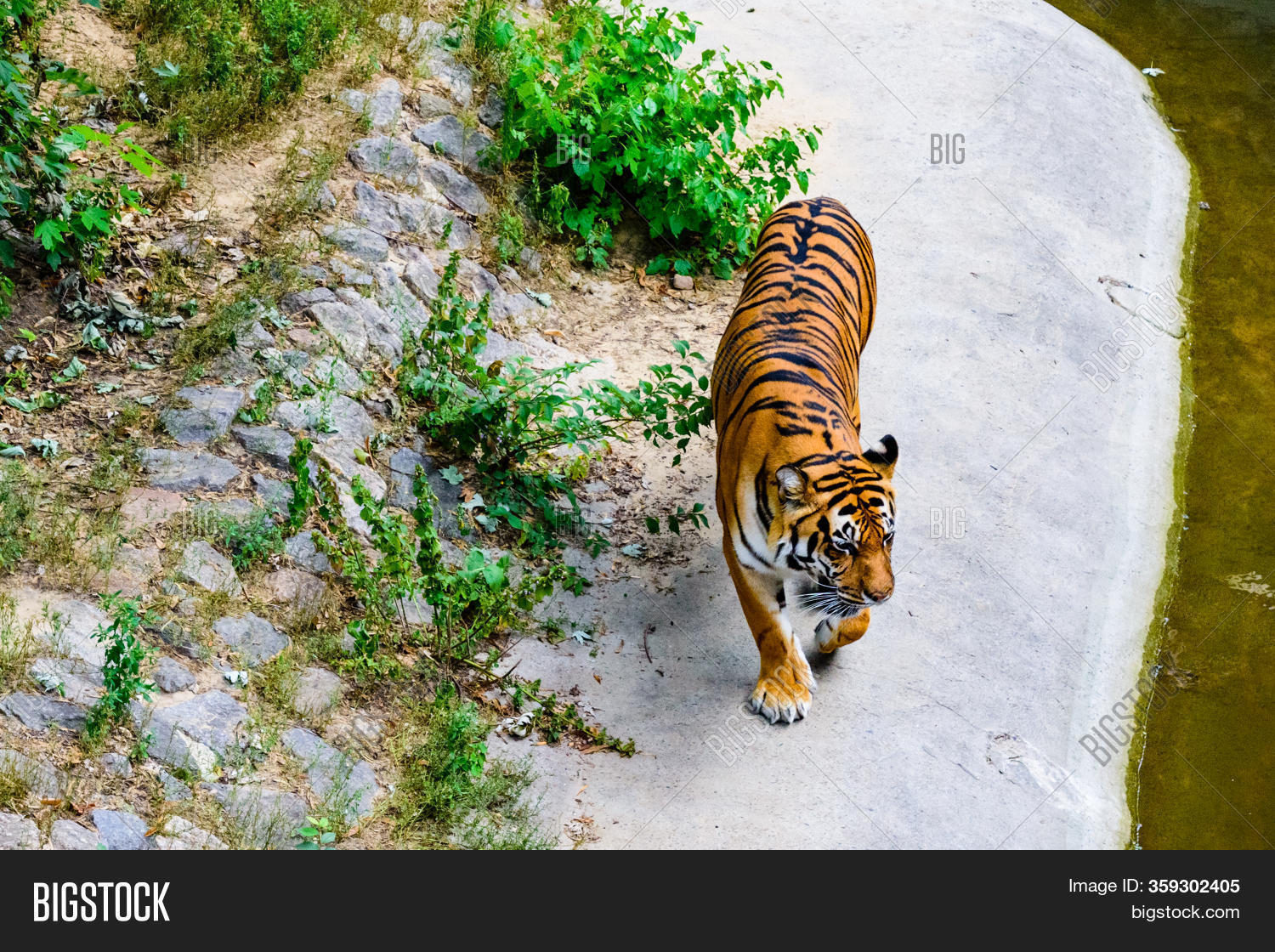 Big Striped Tiger ( Image & Photo (Free Trial) | Bigstock