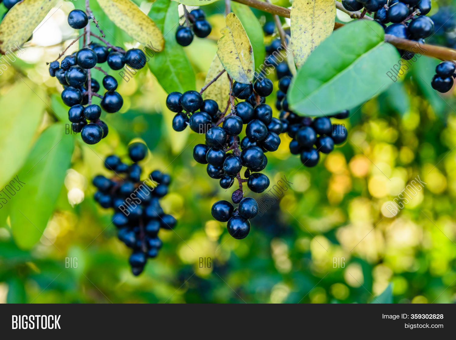 Berries On Bush Common Image & Photo (Free Trial) | Bigstock