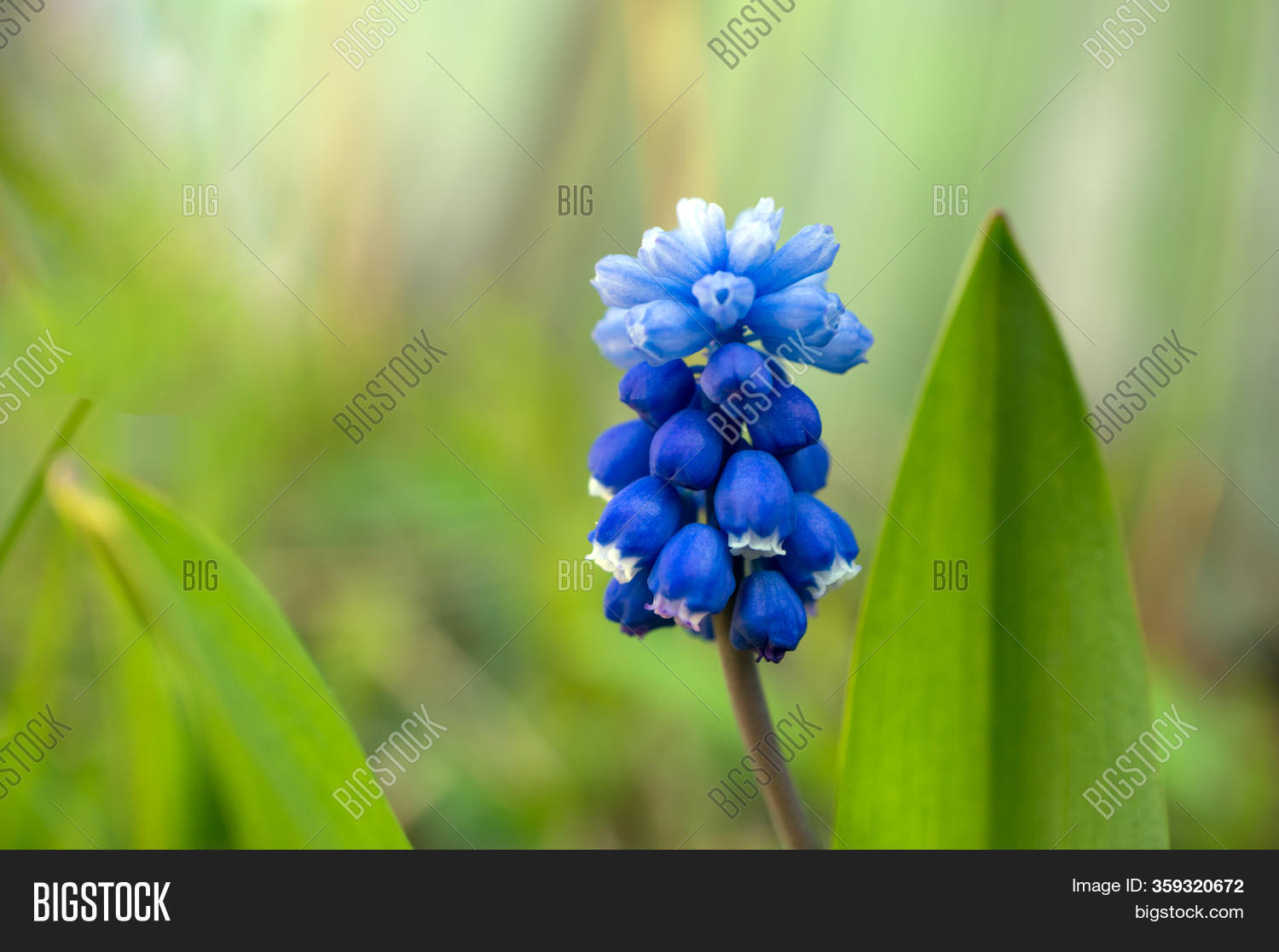 Gentle Blue Muscari Image & Photo (Free Trial) | Bigstock