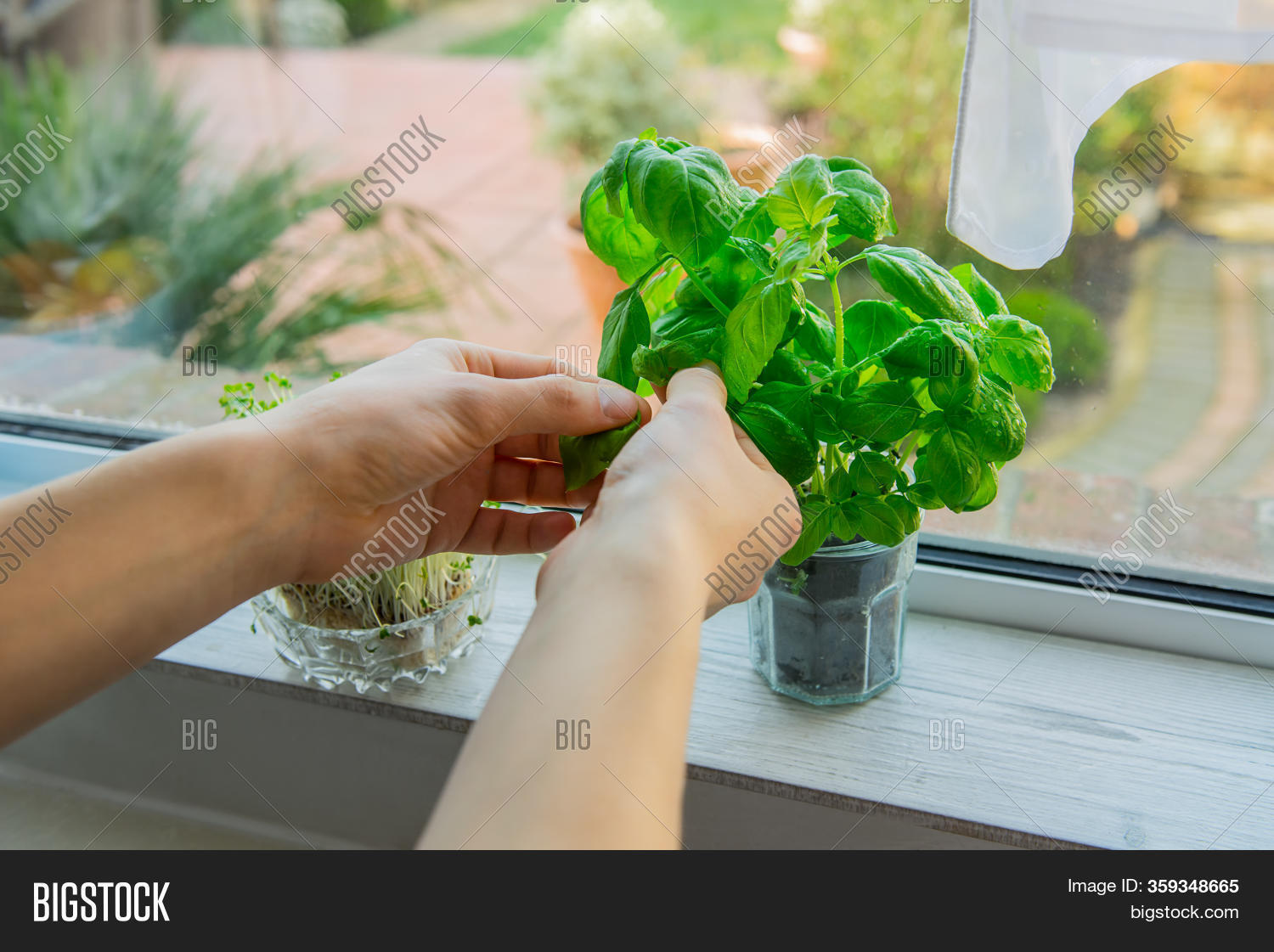 Man's Hand Picking Image & Photo (Free Trial) | Bigstock