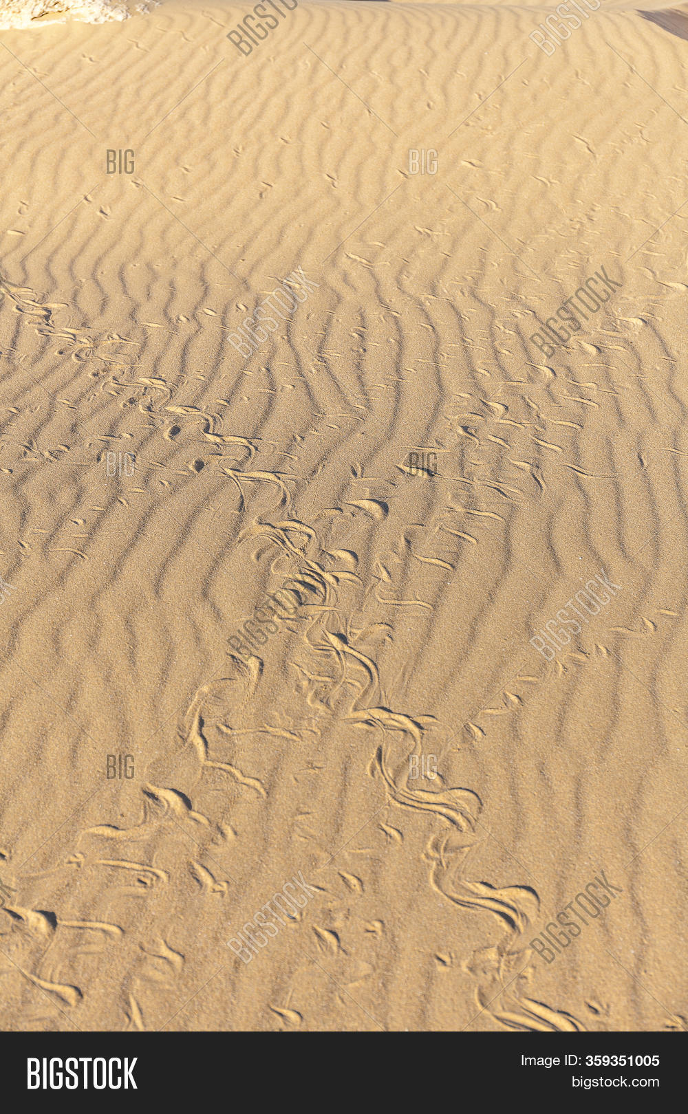 Traces Snake Sand. Image & Photo (Free Trial) | Bigstock