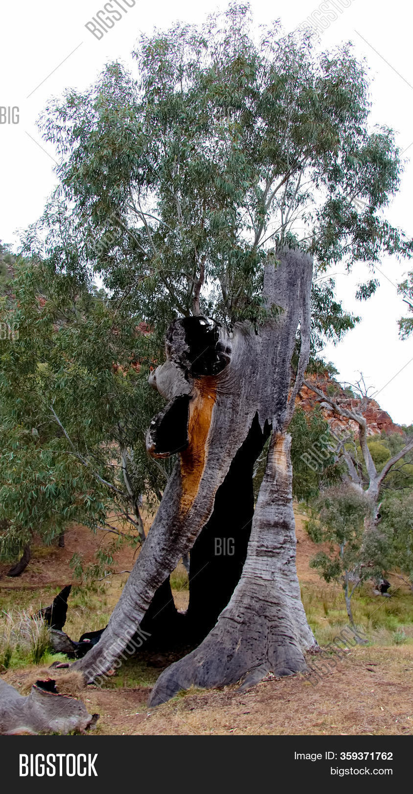 Burnt Out Gum Tree Image & Photo (Free Trial) | Bigstock