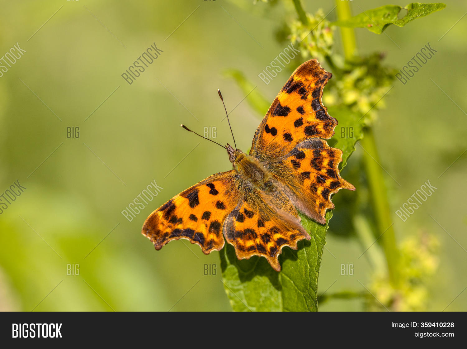 Comma Butterfly ( Image & Photo (Free Trial) | Bigstock