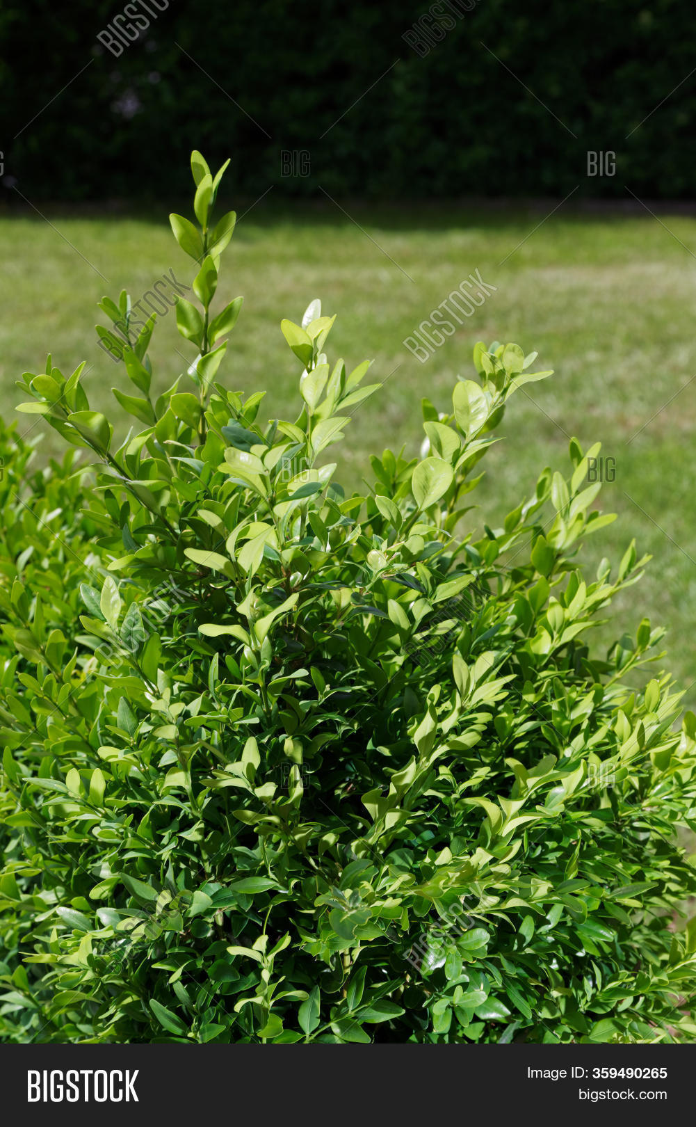 Closeup Boxwood Bush Image & Photo (Free Trial) | Bigstock