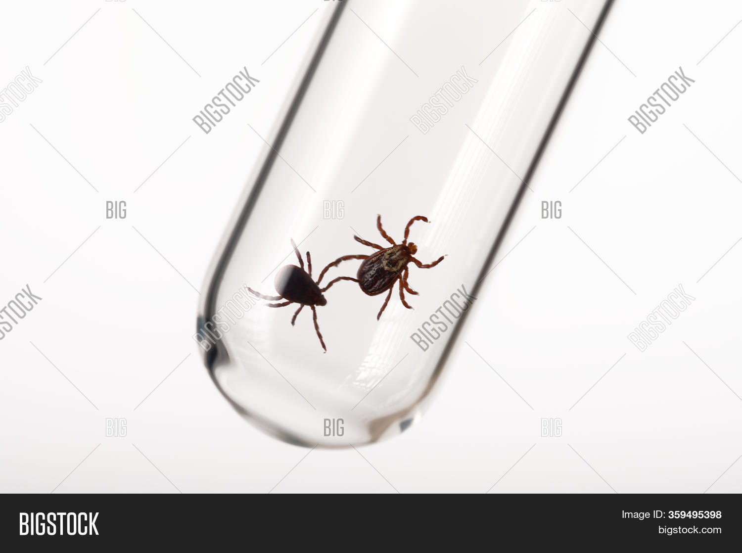 Ticks Glass Tube On Image & Photo (Free Trial) | Bigstock