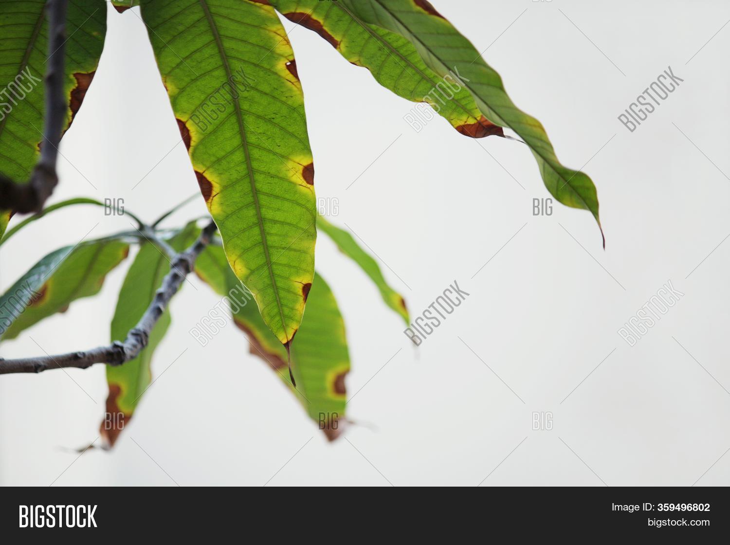 Blight Diseases Mango Image & Photo (Free Trial) | Bigstock