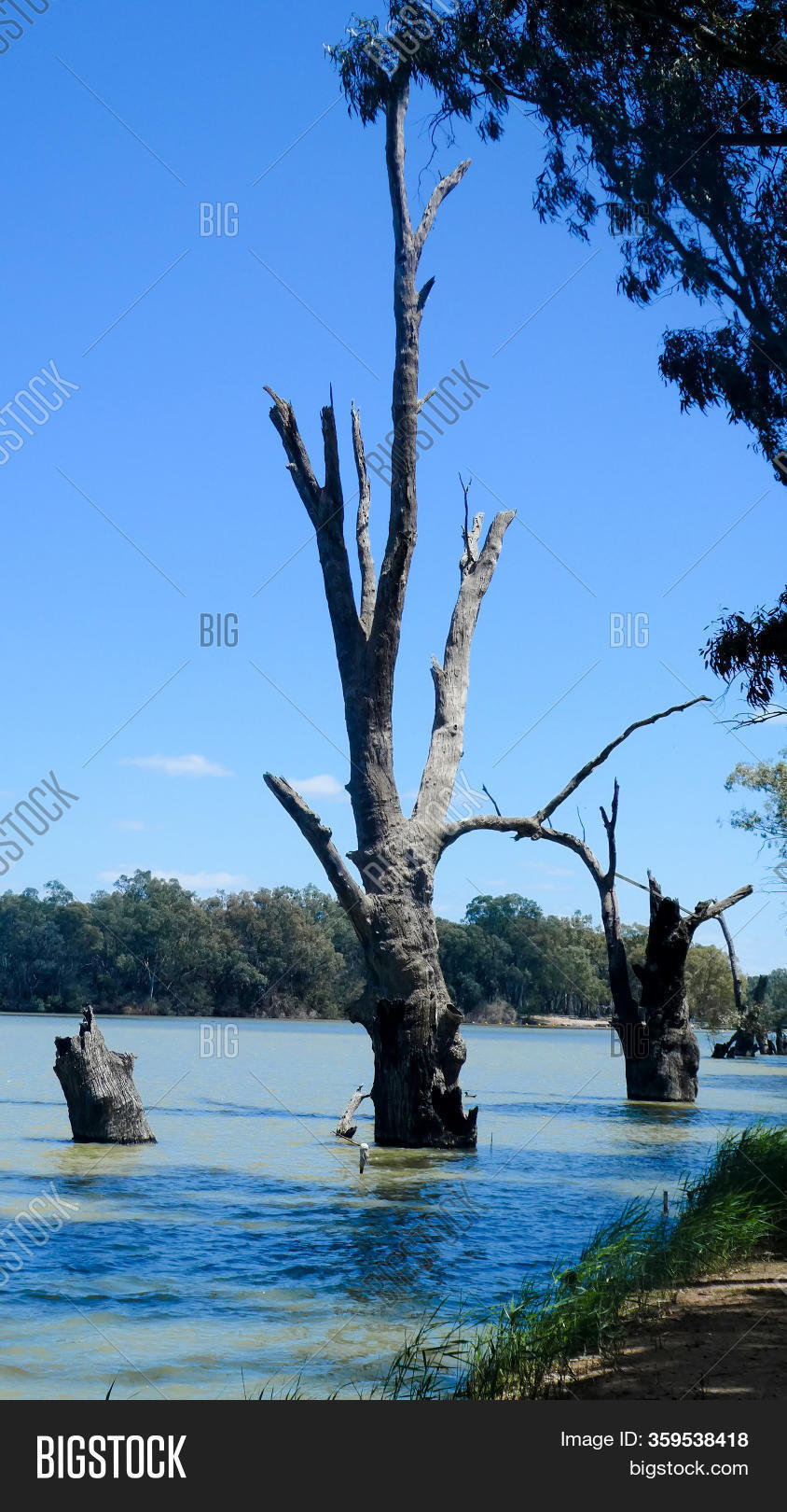 Dead Gumtree Murray Image & Photo (Free Trial) | Bigstock