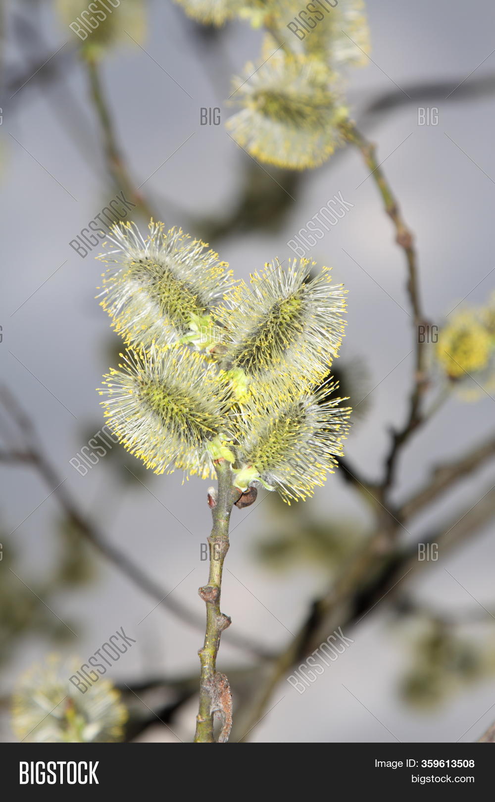 Willow Flower. Image & Photo (Free Trial) | Bigstock