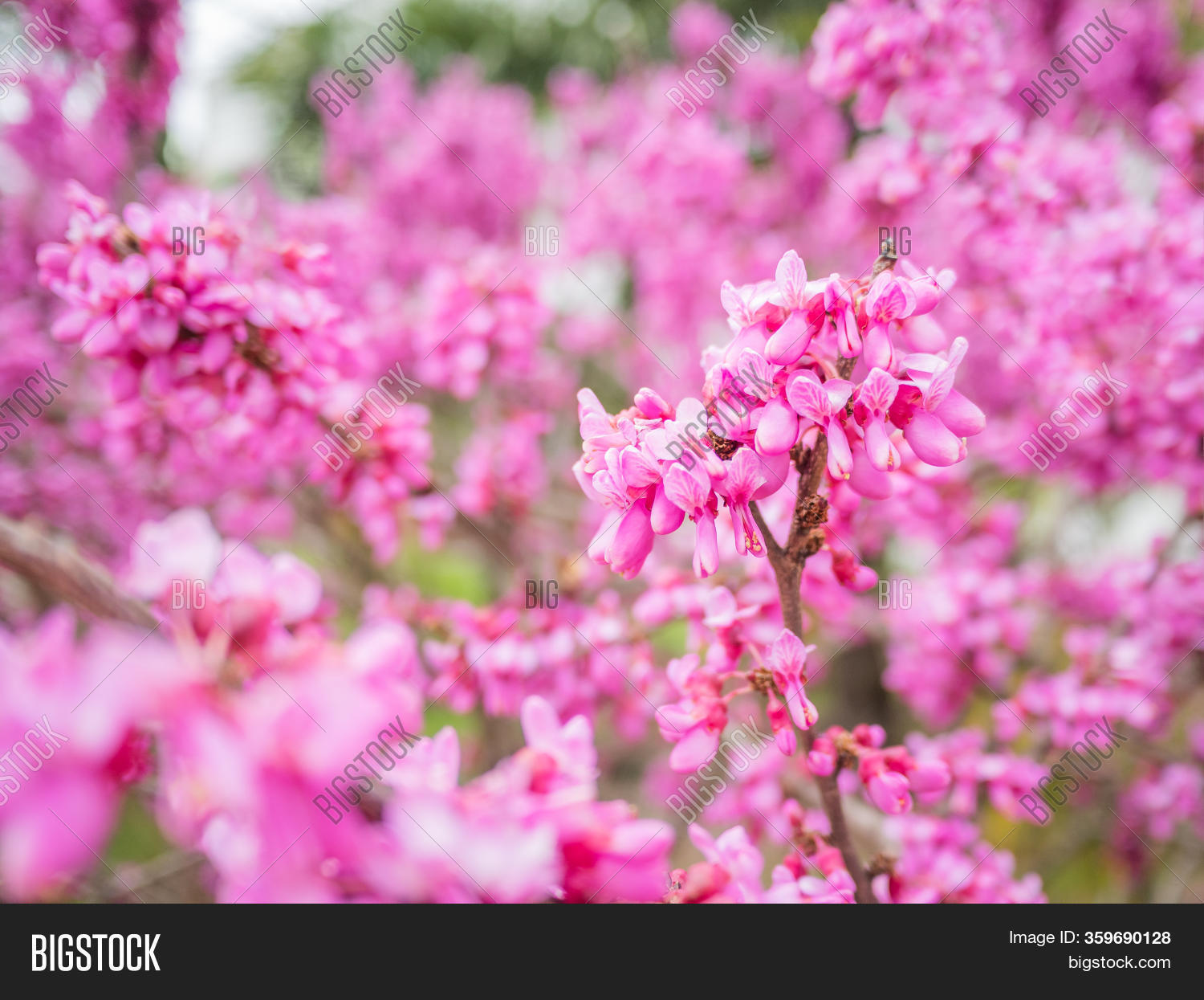 Blooming Cercis Image & Photo (Free Trial) | Bigstock