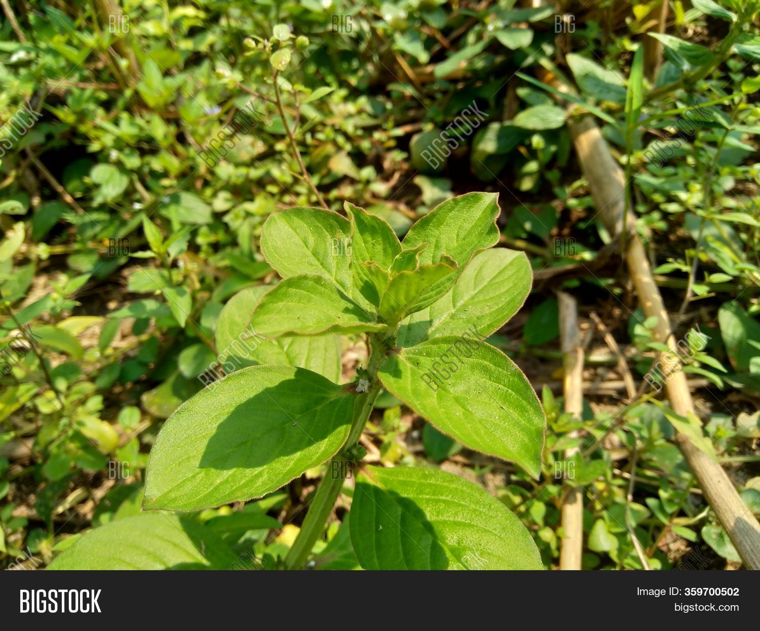 Close Borreria Natural Image & Photo (Free Trial) | Bigstock
