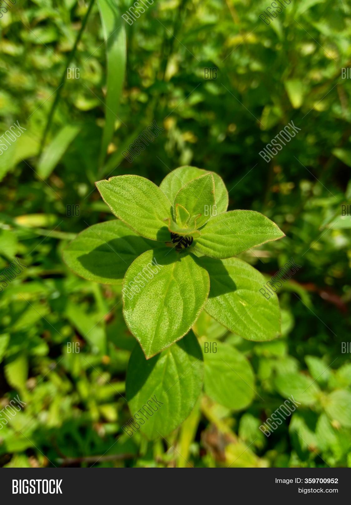 Close Borreria Natural Image & Photo (Free Trial) | Bigstock